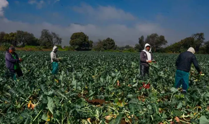 En Chihuahua arranca Eugenia Campos el Ciclo Agrícola - Megalópolis En Chihuahua arranca Eugenia Campos el Ciclo Agrícola - Megalópolis